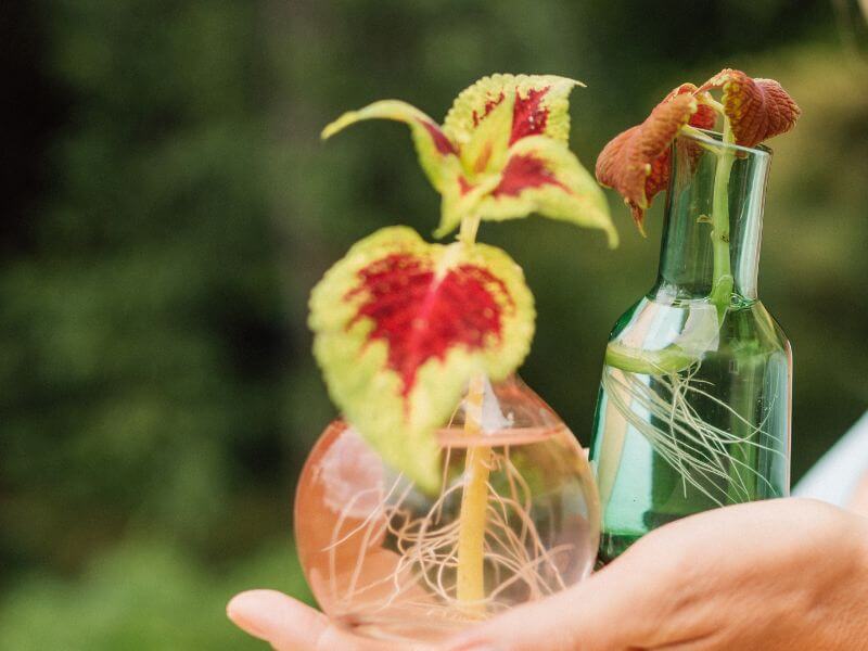 Siernetel stekken: het stappenplan en handige tips!